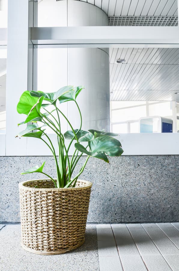 Tree in pot stock photo. Image of closeup, beauty, indoors - 151883552