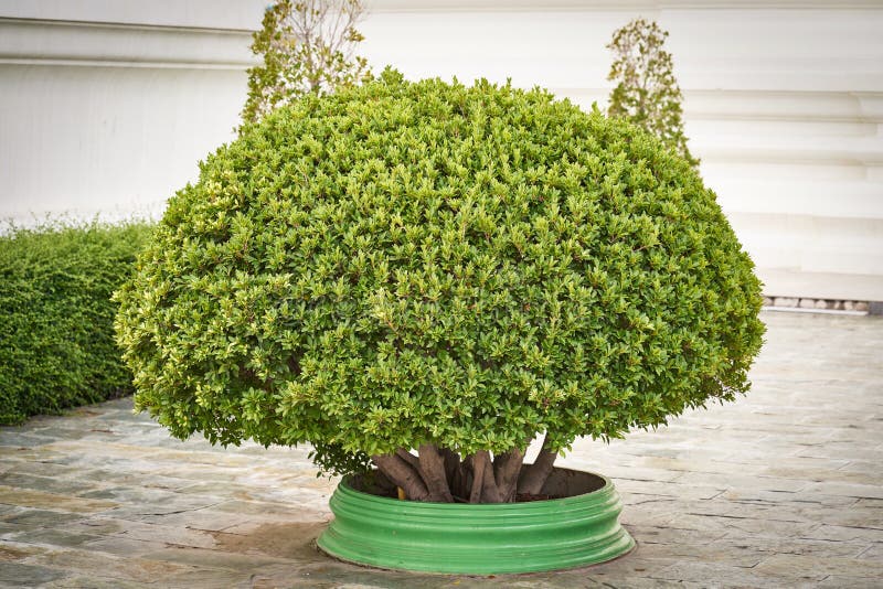 Tree pots stock image. Image of floral, cement, horticulture - 76619949