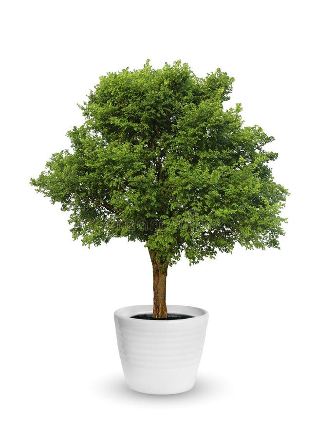 Tree a Potted Isolated Over White Stock Image - Image of bright, branch ...