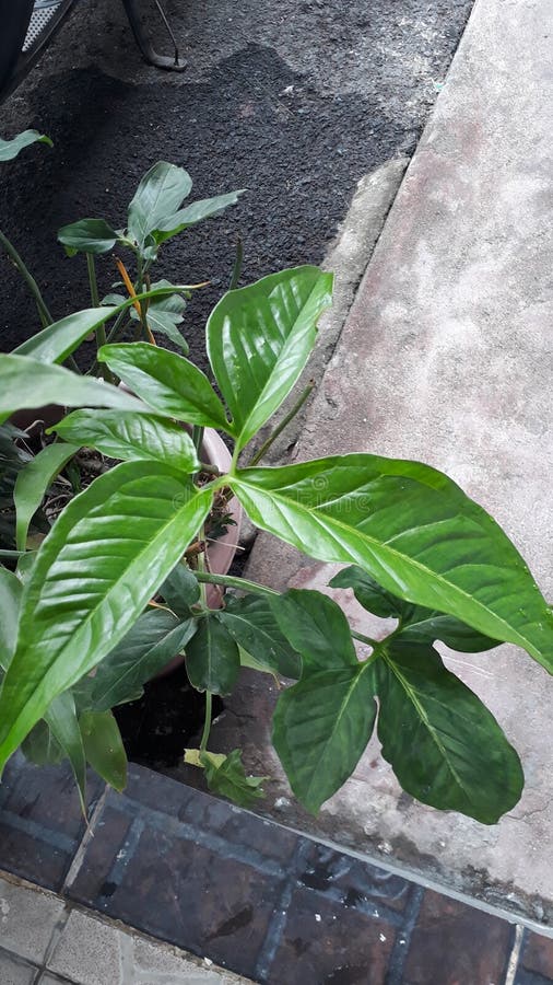 Tree Potted Plants Outdoors Stock Photo - Image of tree, outdoors ...