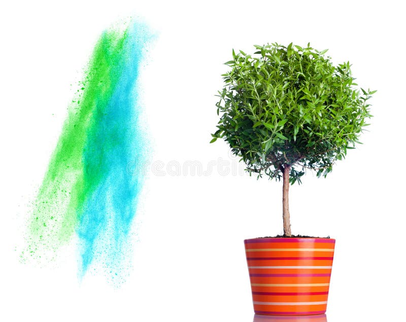 Tree Powder Splash Isolated White Stock Photos - Free & Royalty-Free ...