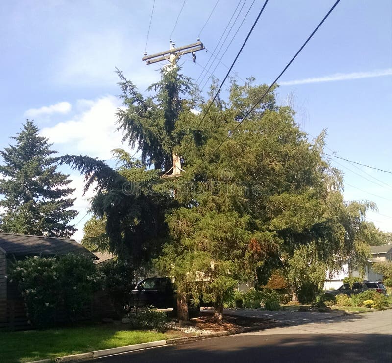 Tree and power lines stock photo. Image of blue, tree - 73300284