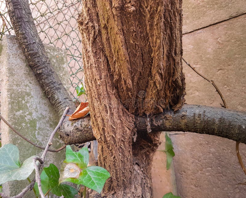 Tree stock photo. Image of wonderful, unprecedented, tree - 96425640