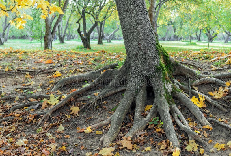 Tree with Powerful Roots Above the Ground in an Autumn Park Stock Photo ...