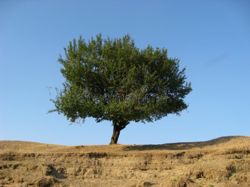The tree in the prairie stock photo. Image of prairie - 29211756