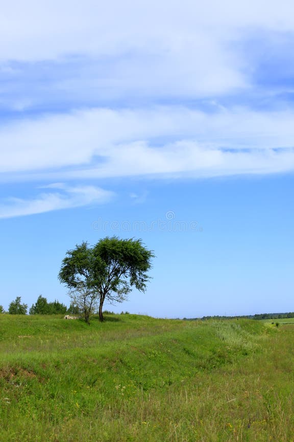 A tree on the prairie stock image. Image of slope, hillside - 173701105