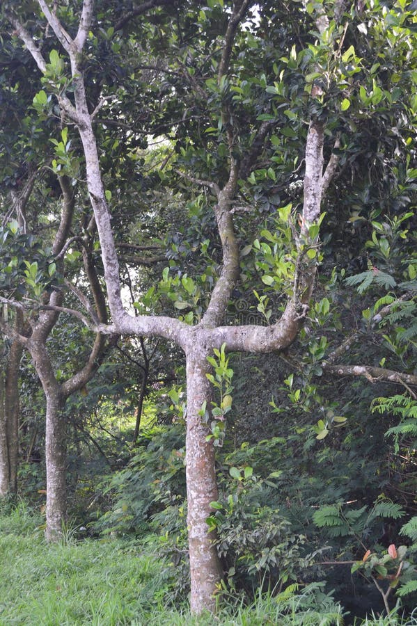 Tree prayer to god stock image. Image of road, tree - 376063409