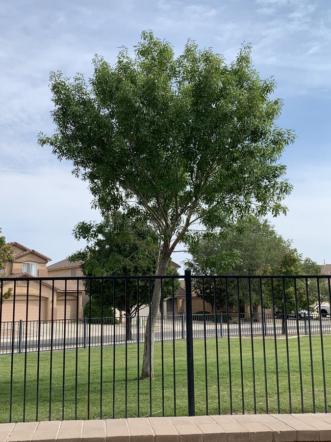 Tree prints stock photo. Image of garden, plant, grass - 257097332