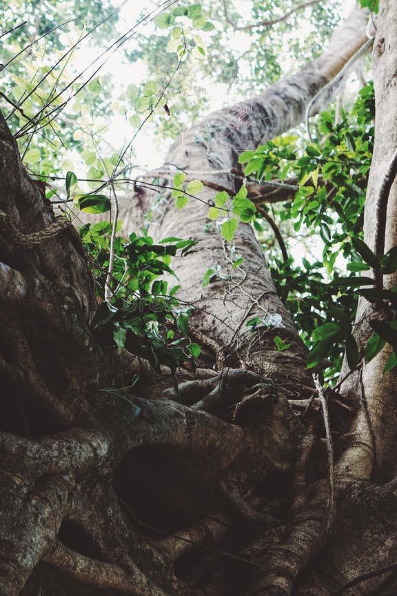 Tree stock photo. Image of morning, sunny, green, tree - 149387338