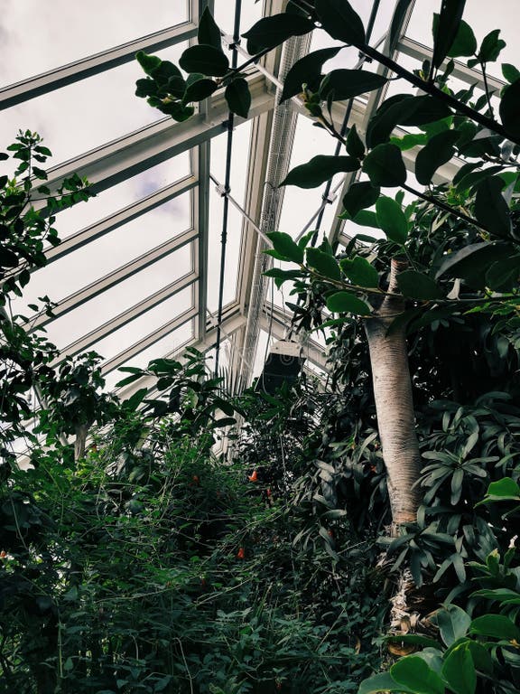 Tree stock image. Image of preset, trees, leaves, nature - 120057597