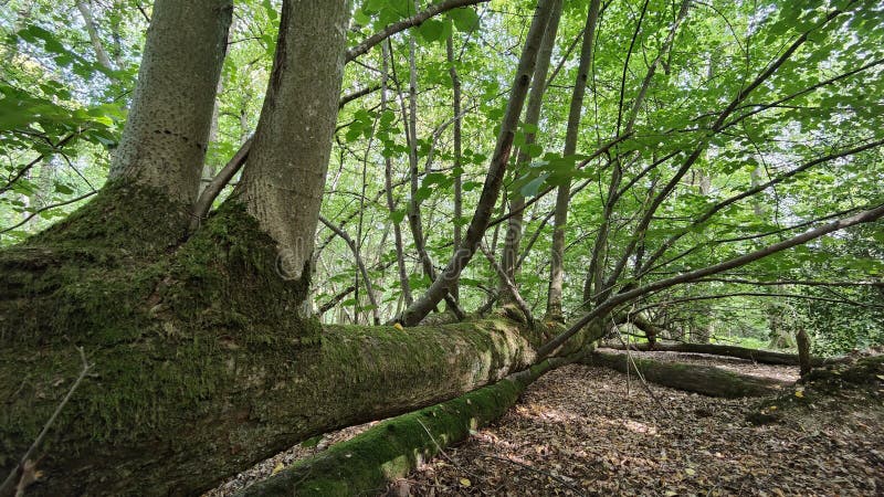 Tree Producing Tree Suckers Stock Photo - Image of green, forest: 289378440