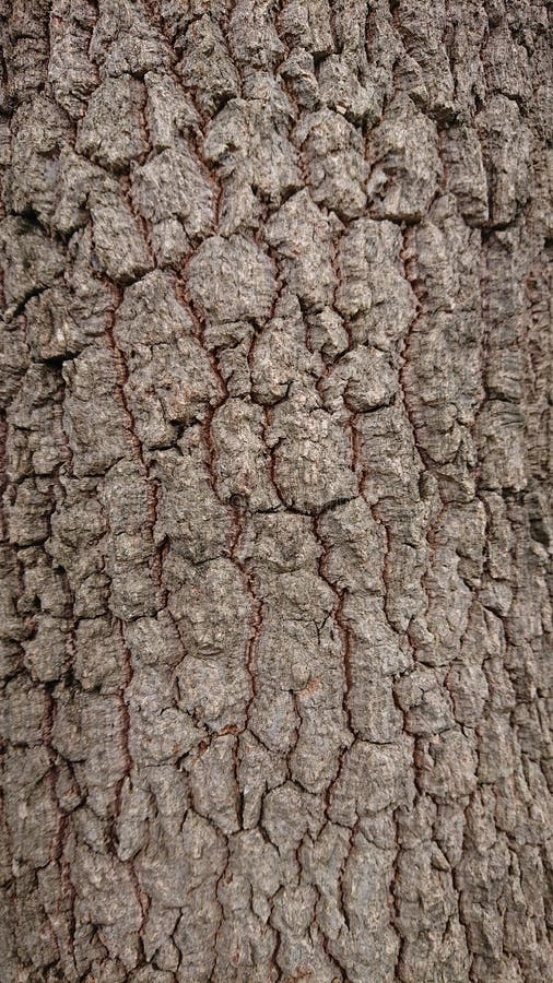 Tree profil stock photo. Image of goodtree, java, wood - 261754552