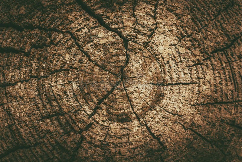 Tree Profile Showing the Roots Background Stock Image - Image of leaf ...