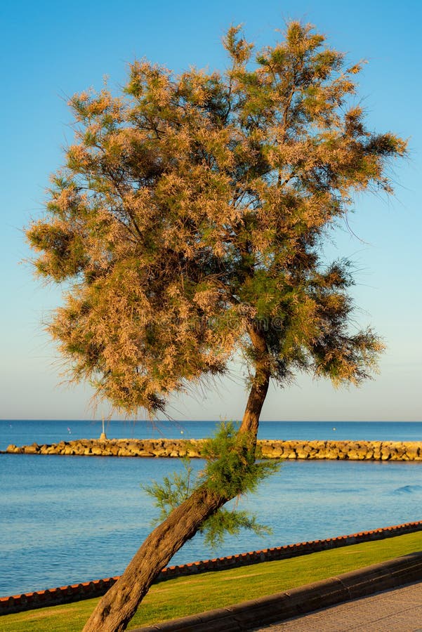 Tree in Promenade in Spring Stock Photo - Image of outdoors, coast ...