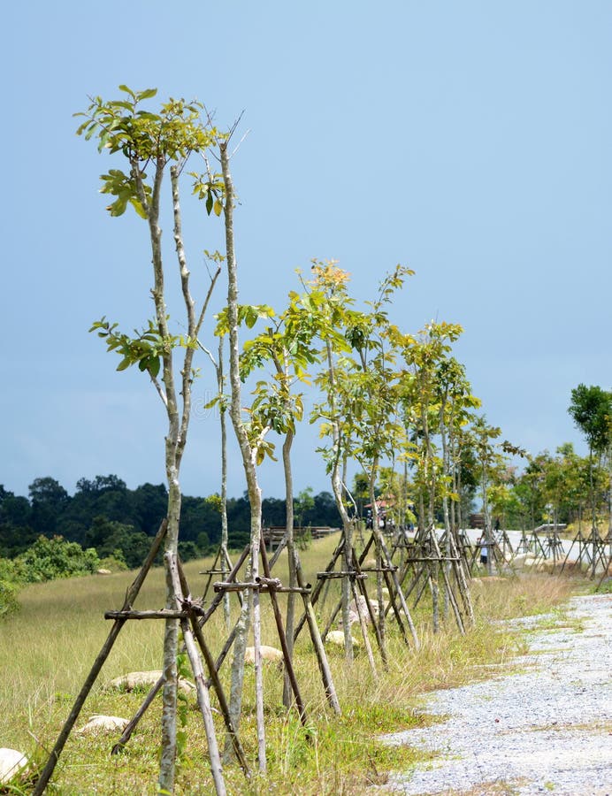 Tree with prop stock photo. Image of root, concept, environmental ...