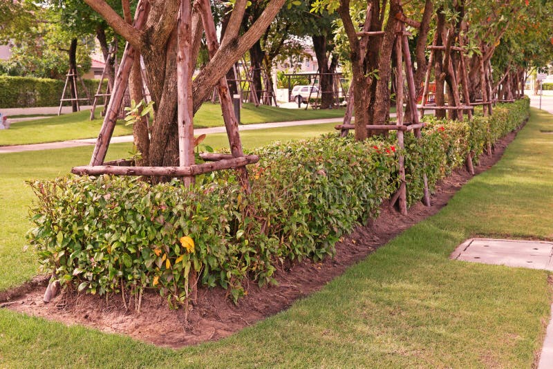 Tree Prop To Support Big Tree Stock Image - Image of wood, grow: 99696239