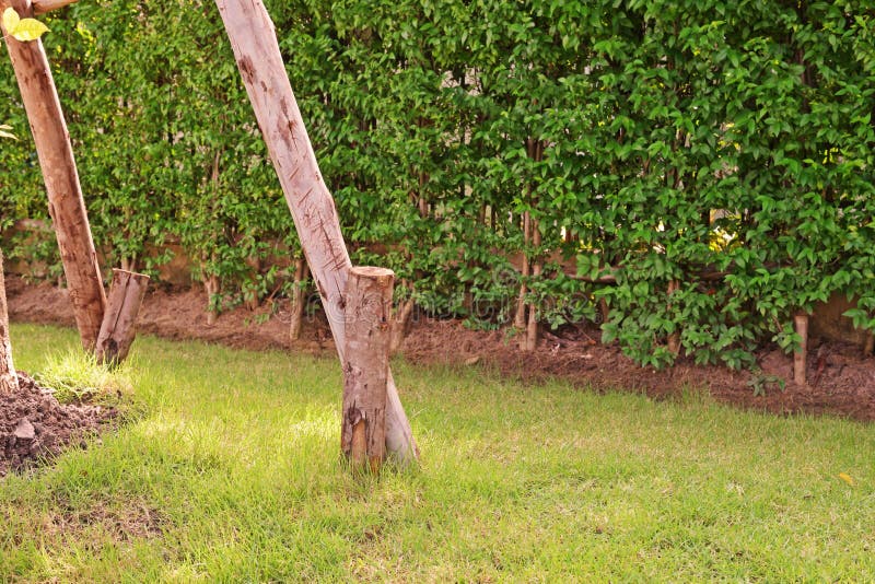 Tree Prop To Support Big Tree Stock Image - Image of wood, grow: 99696239