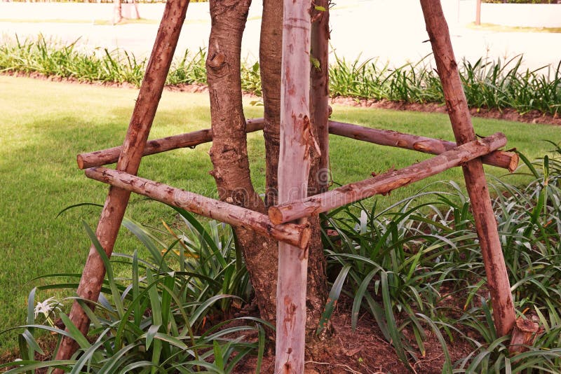 Tree Prop To Support Big Tree Stock Image - Image of wood, grow: 99696239