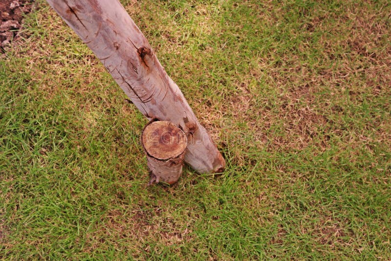 Tree Prop To Support Big Tree Stock Image - Image of wood, grow: 99696239