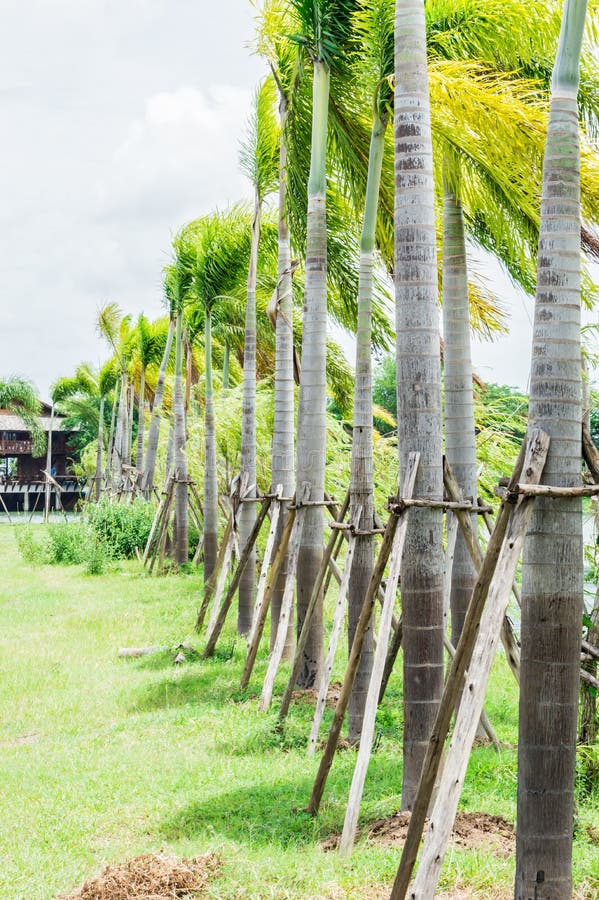 Tree Prop To Support Big Tree Stock Image - Image of wood, grow: 99696239