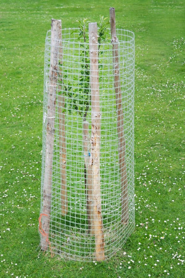 Tree Protected for the Winter Stock Image - Image of environment ...