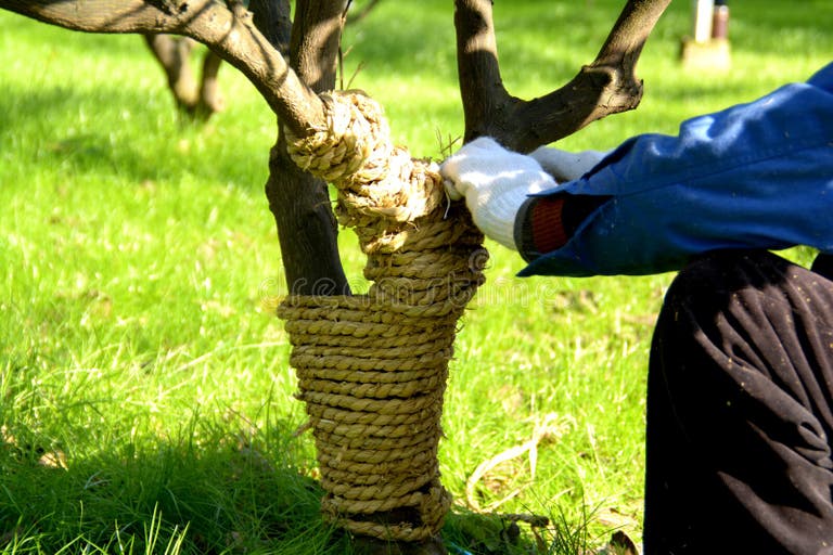Tree Protected for the Winter Stock Image - Image of environment ...