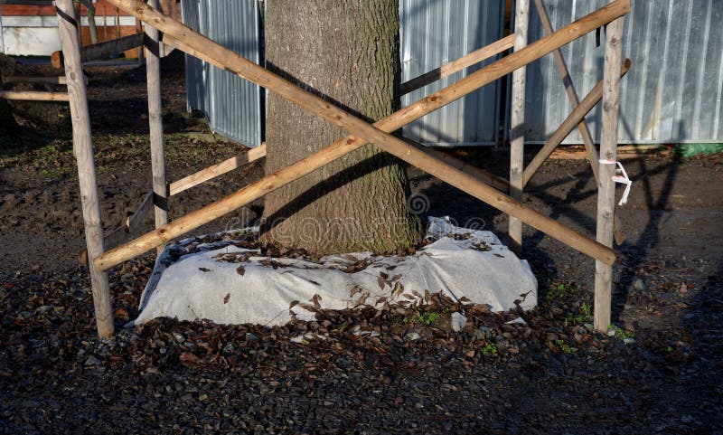 Tree Protection on the Construction Site. a Wooden Frame is Created for ...