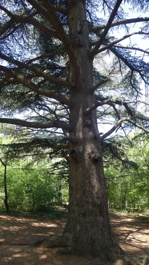 Tree with Protruding Branches Stock Image - Image of protruding ...