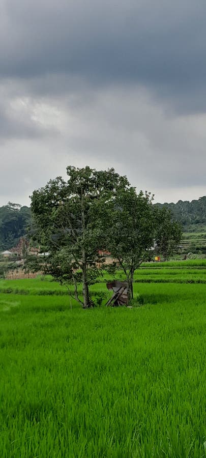 A Tree Provides Shade for the Farmer. Stock Image - Image of country ...