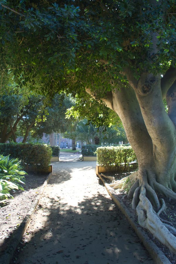 A Tree Providing Shade on a Path Stock Photo - Image of spain, genovese ...