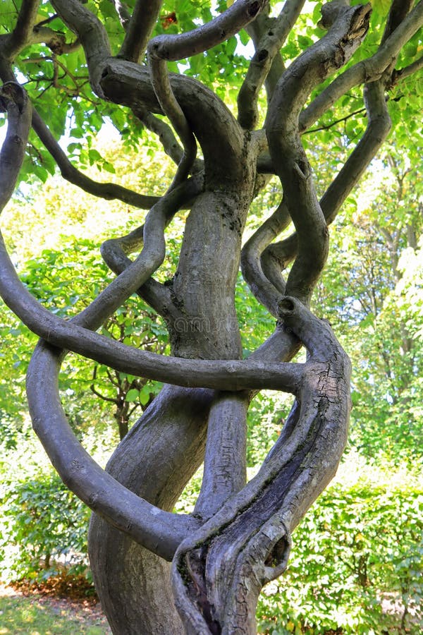 Tree with Pruned Branches Green Leaves Stock Photo - Image of plant ...