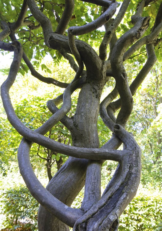 Tree with Pruned Branches Green Leaves in Park Stock Photo - Image of ...