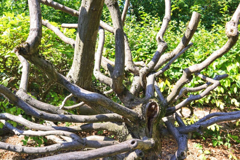 Tree with Pruned Branches Green Leaves Stock Image - Image of bright ...