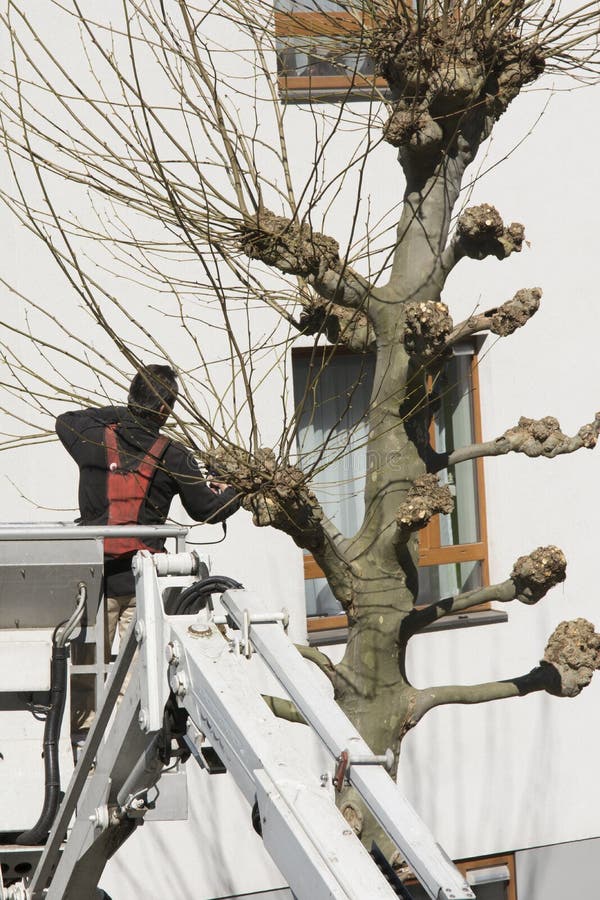 A tree pruned editorial stock image. Image of season - 89684519