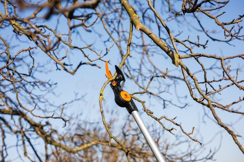 Tree Pruner Cutting Branch in Orchard Stock Image - Image of loppers ...
