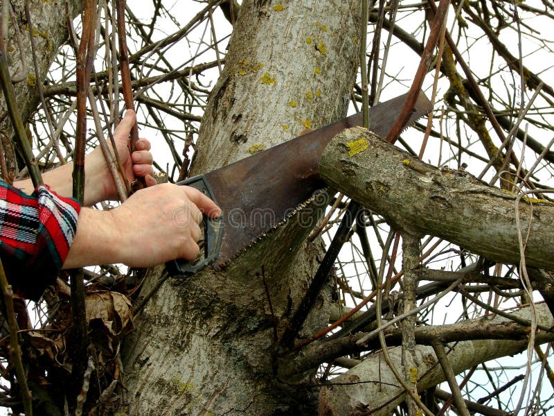 Tree pruning stock image. Image of spring, branches, gardener - 13939371