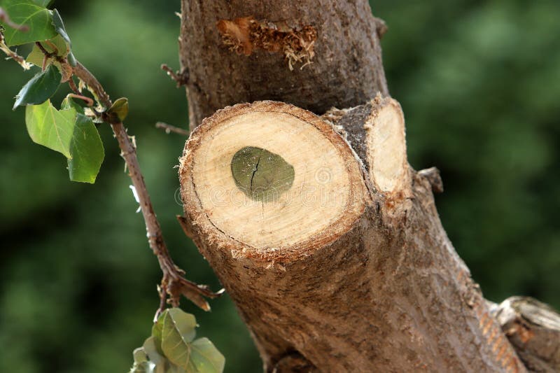 Tree Pruning in a City Park in Israel. Stock Image - Image of ...