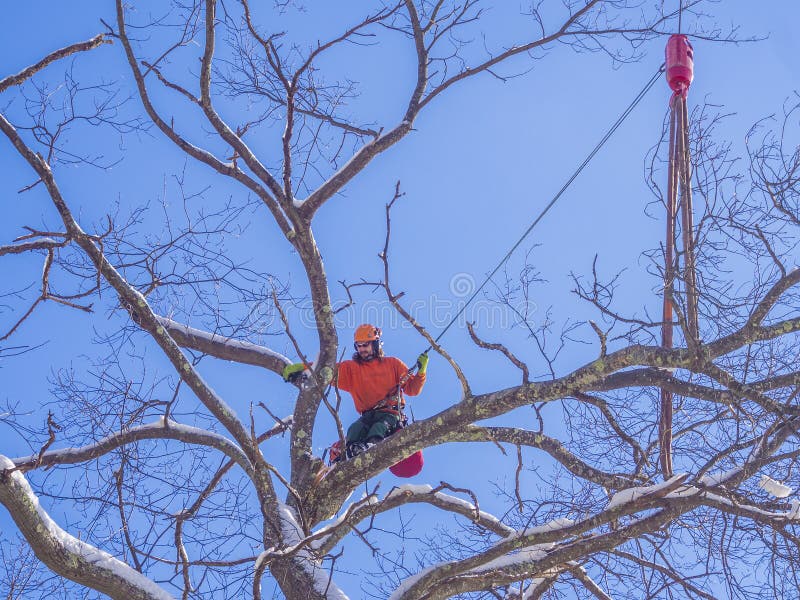 Worker Being Hoisted Up into a Tree Stock Photo - Image of risk ...