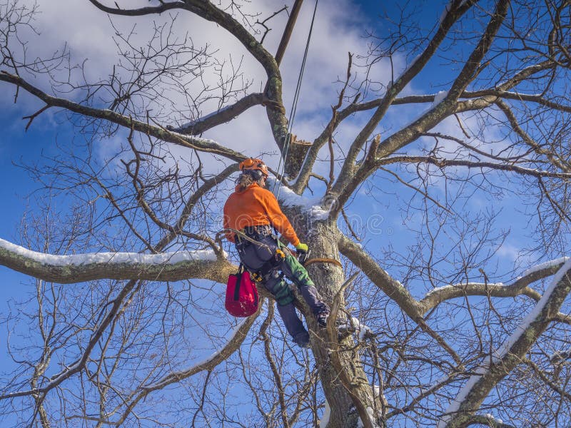 Tree pruning and cutting stock photo. Image of male, action - 29975786