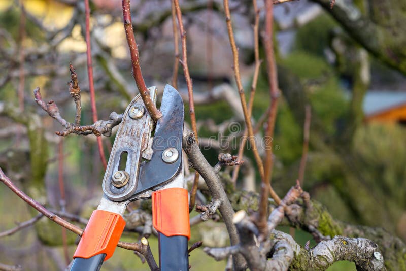 Tree pruning stock image. Image of pruning, hedge, activity - 85053007