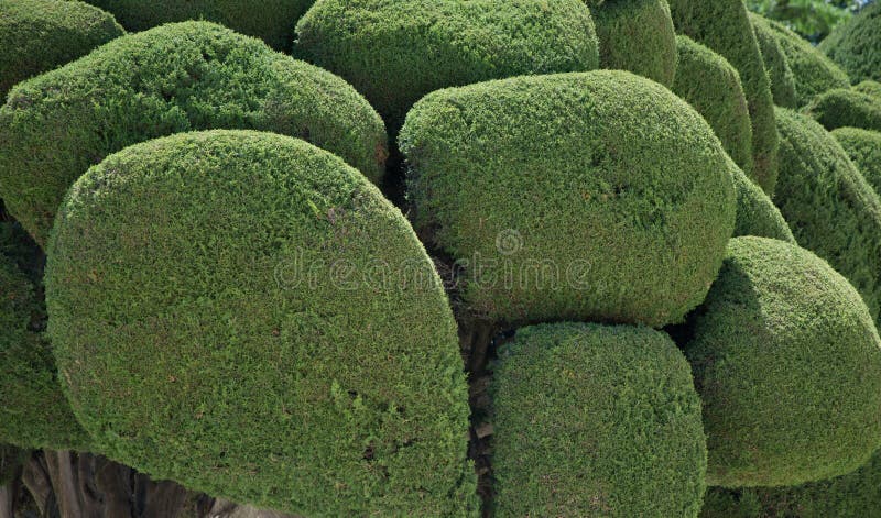 Tree Pruning Making Different Round Shapes Stock Photo - Image of large ...