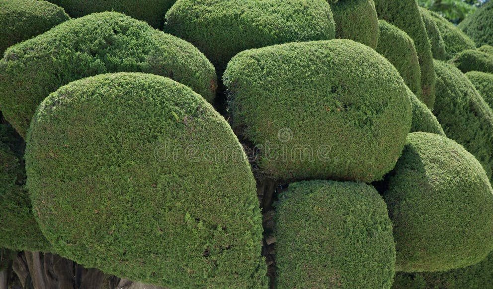 Tree Pruning Making Different Round Shapes Stock Photo - Image of large ...