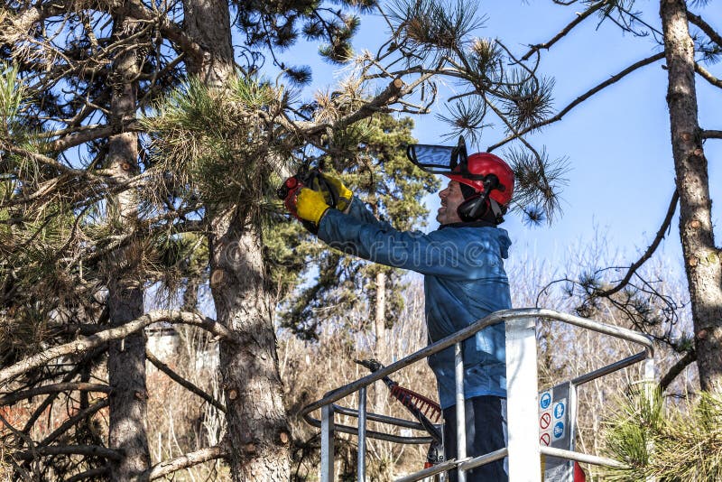 Tree Pruning by a Man with a Chainsaw, Standing on a Mechanical ...
