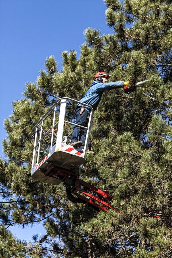 Tree Pruning by a Man with a Chainsaw, Standing on a Mechanical ...