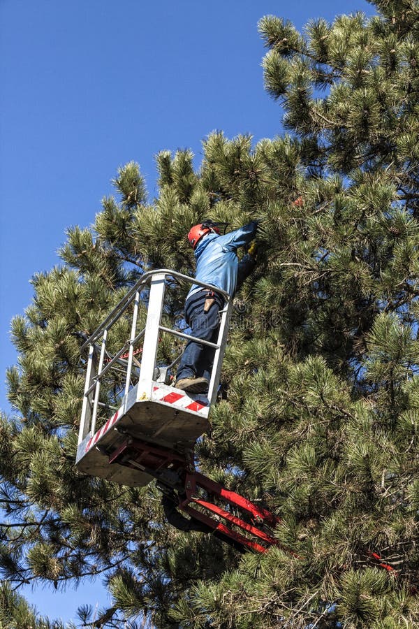 Tree Pruning by a Man with a Chainsaw, Standing on a Mechanical ...