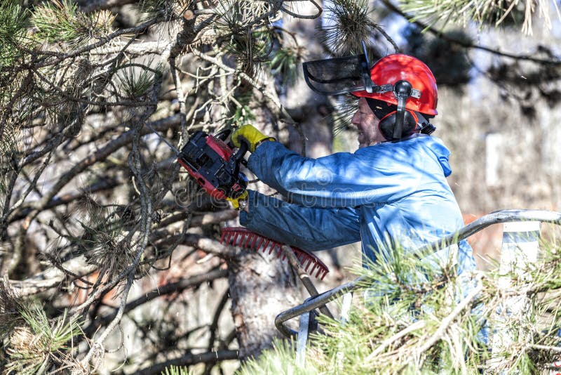 Tree Pruning by a Man with a Chainsaw, Standing on a Mechanical ...