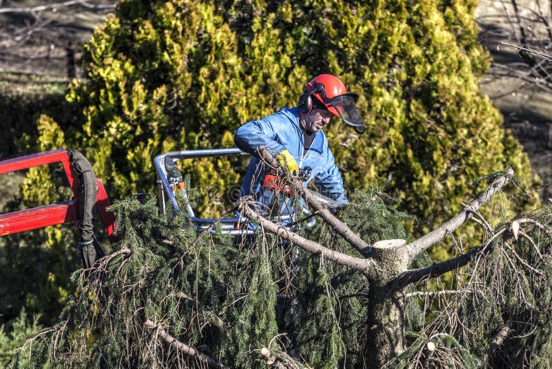 Tree Pruning by a Man with a Chainsaw, Standing on a Mechanical ...