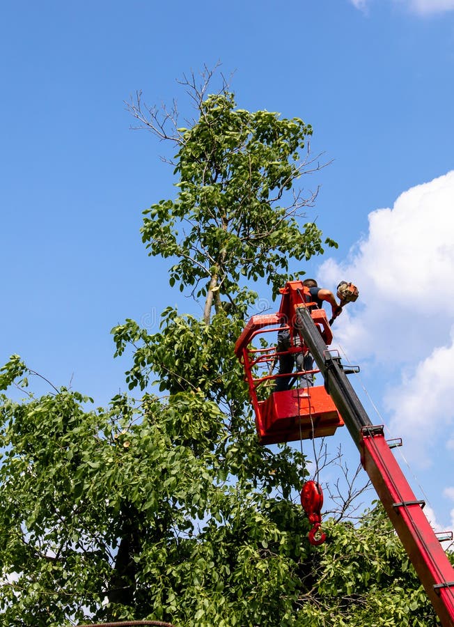 Tree Pruning and Sawing by a Man with a Chainsaw Standing on the ...