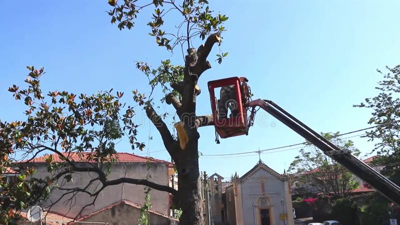 Tree Pruning and Sawing by a Man with a Chainsaw, Standing on a ...