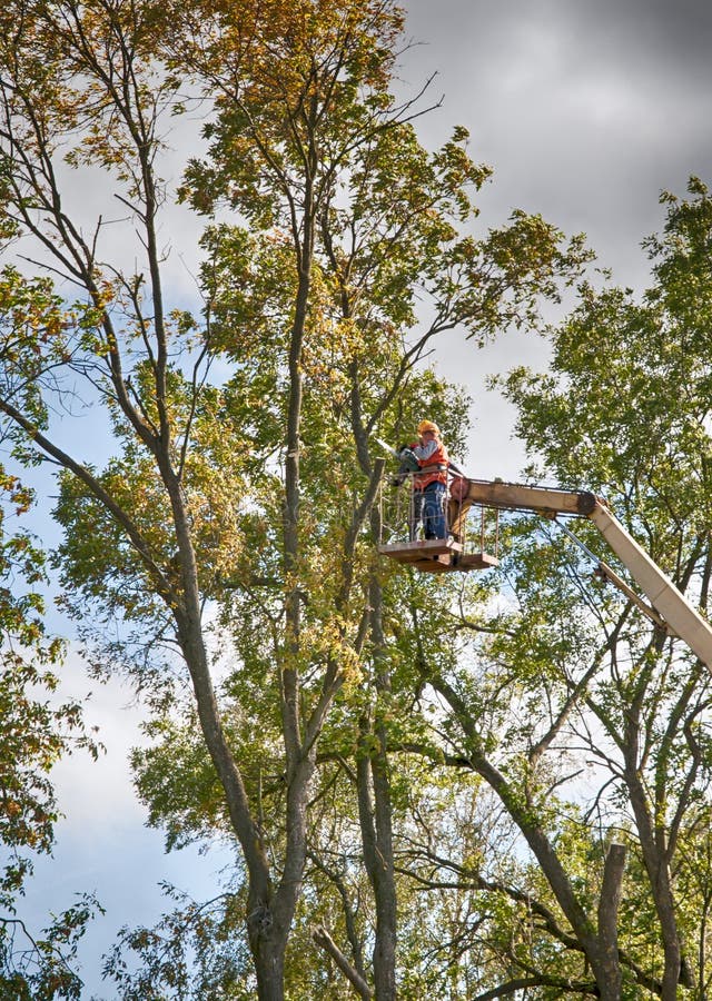 Pruning trees stock image. Image of activity, spring - 100238409